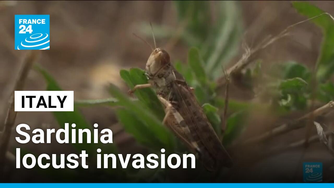 Sardinia locust invasion: Insect plague destroying hundreds of thousands of hectares - France 24
